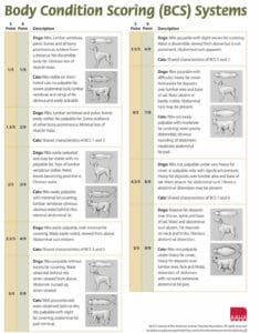 What is Body Condition Score (BCS)? · Raleigh Vet Answers