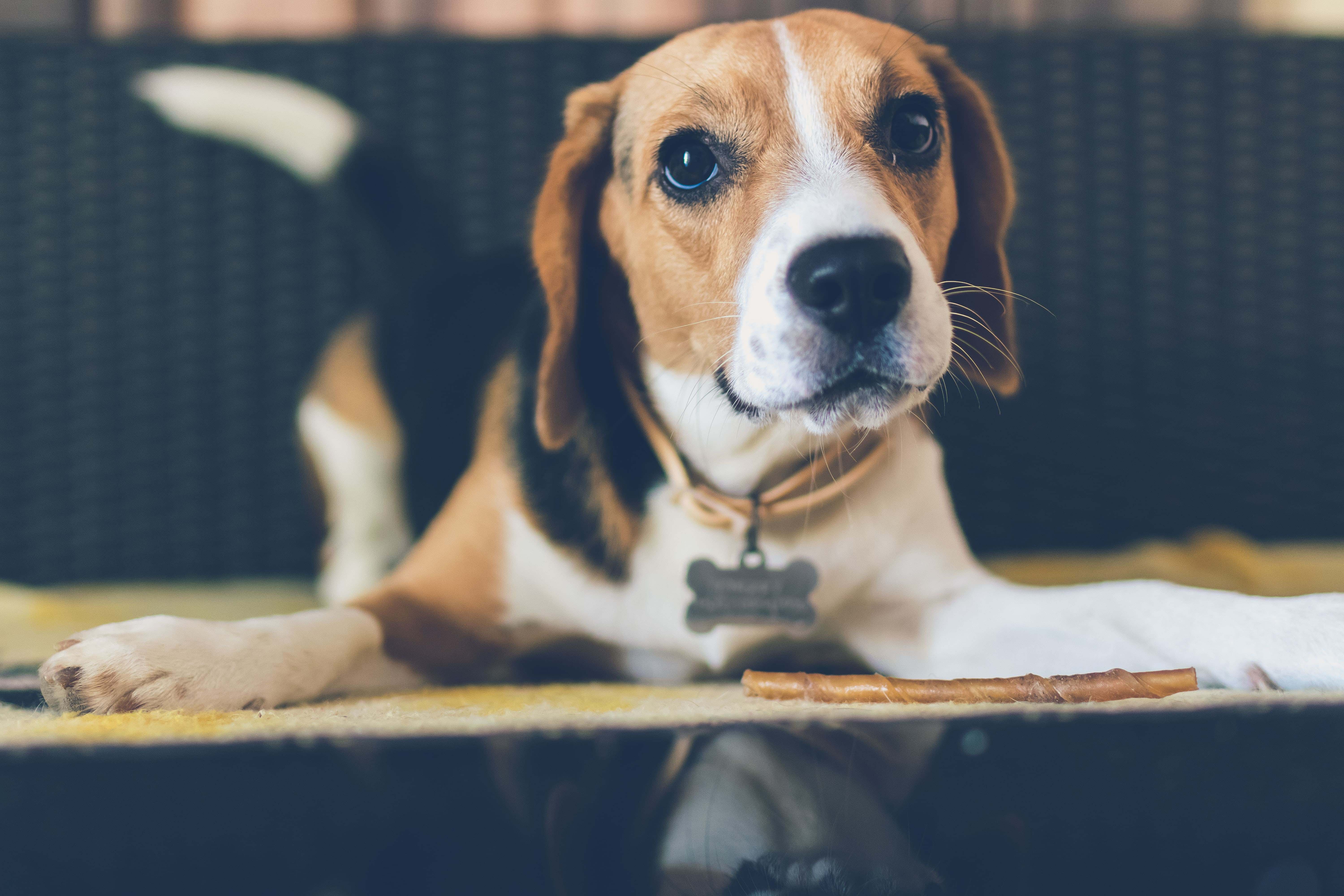 5 Dog Behaviors You Should Know · Falls Village Vet Hospital