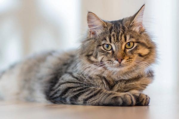 Common Joint Problems in Cats · Falls Village Vet Hospital