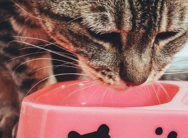 Is Wet Or Dry Food Better For Cats · Falls Village Vet Hospital
