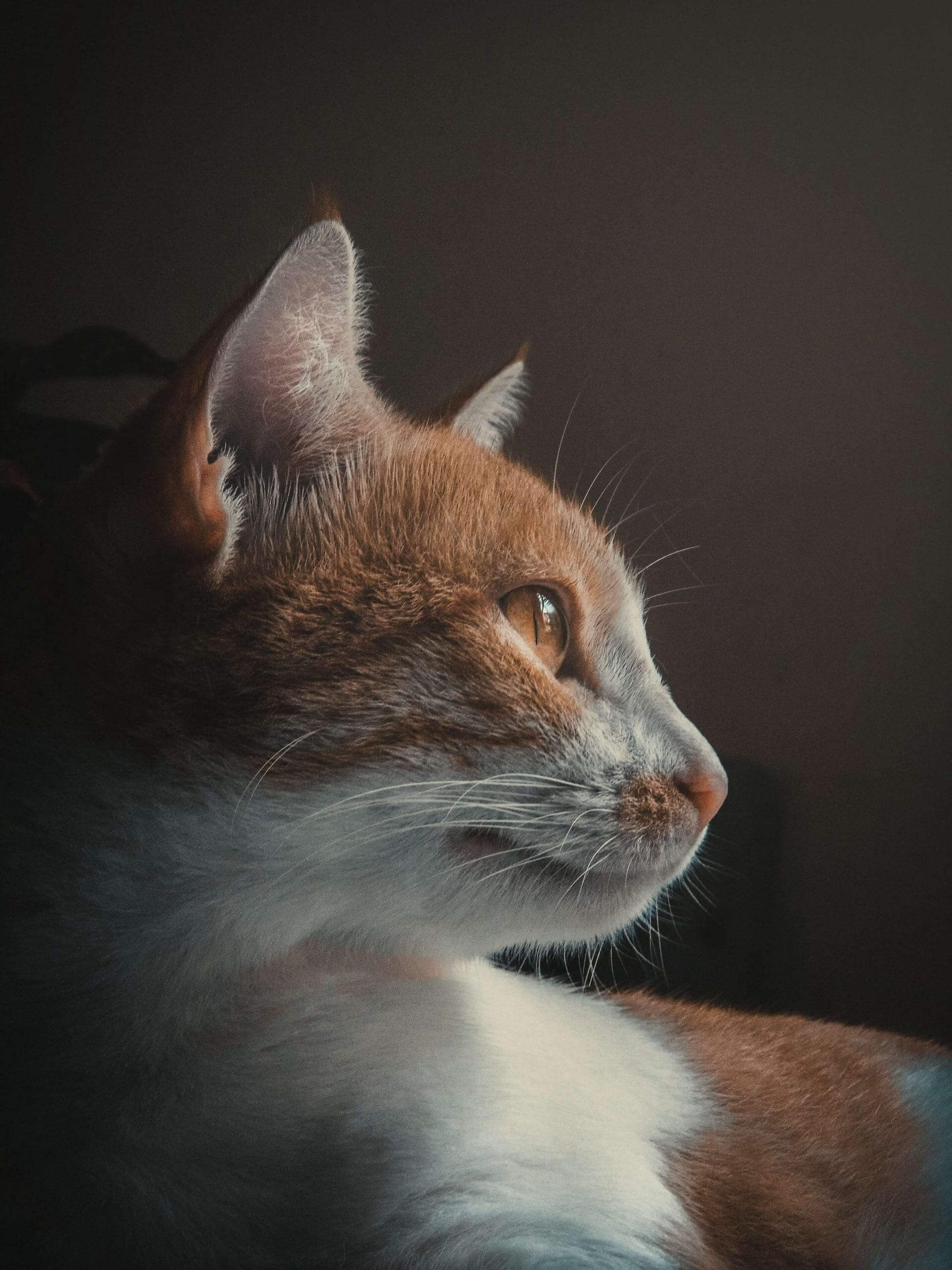 Dog or Cat Have a Runny Eye? It Could Be Entropion · Falls Village Vet ...