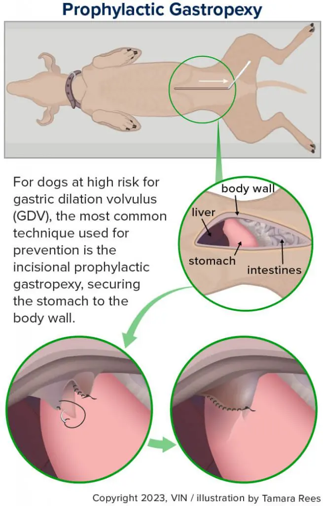 Gastropexy (Stomach Tacking) Surgery to Prevent GDV in Dogs
