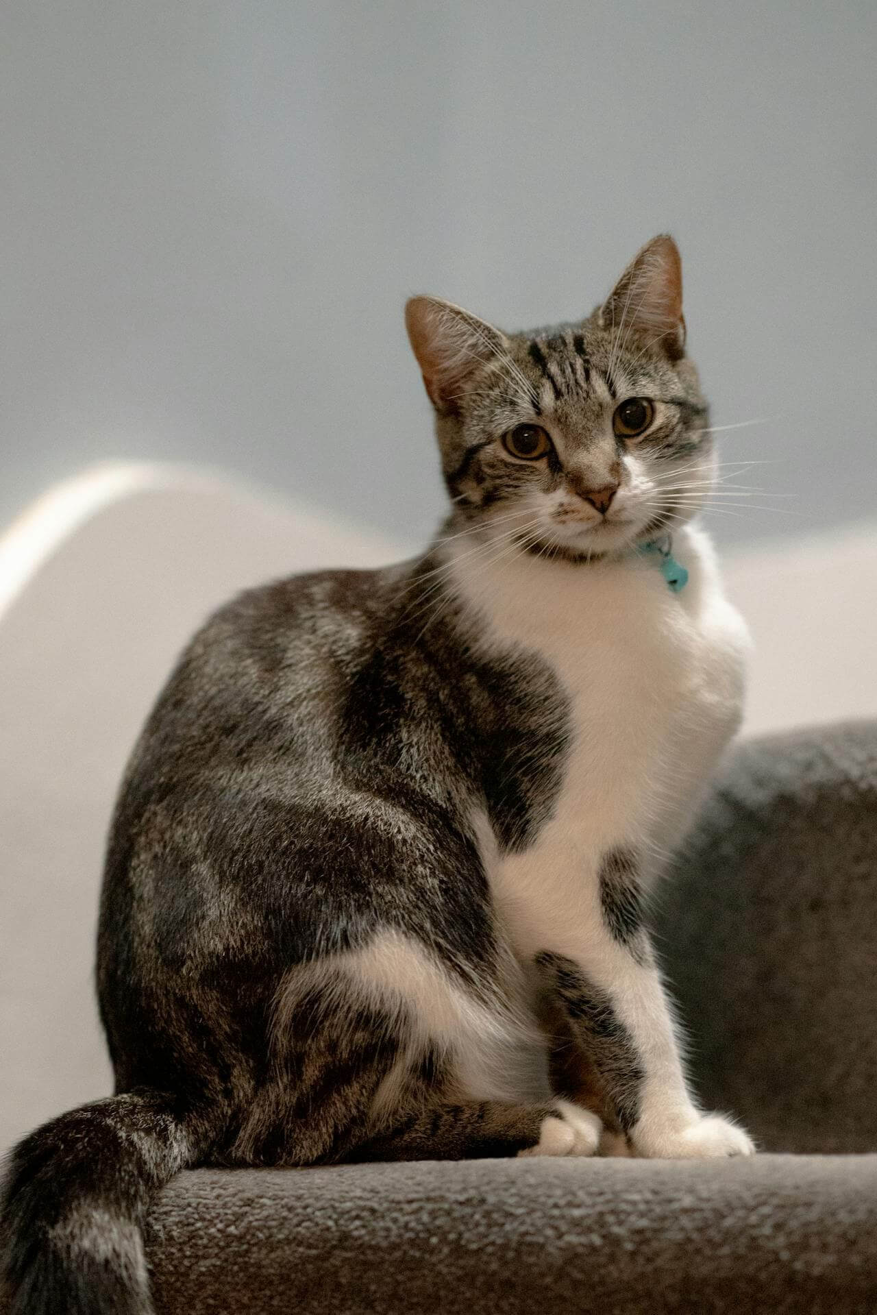 4 Tips for Reducing Hairballs · Falls Village Vet Hospital