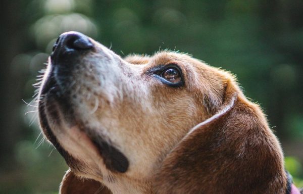 Sinusitis and Rhinitis in Dogs · Falls Village Vet Hospital