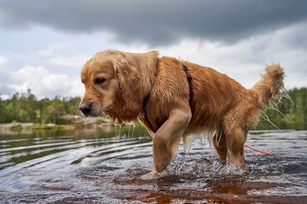 Pythiosis in Dogs: Beware of Warm, Stagnant Water · Falls Village Vet ...