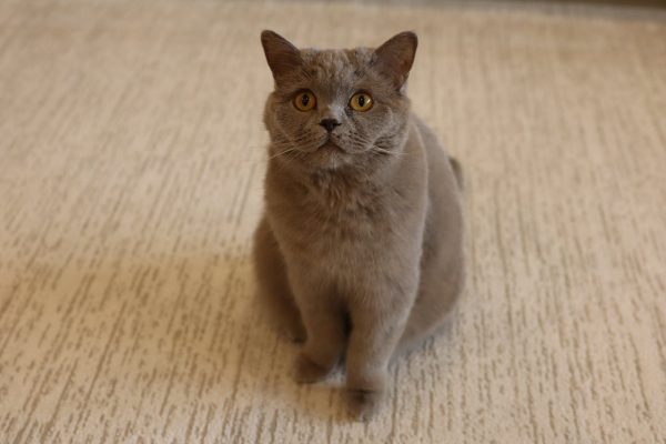 Yes, Indoor Cats Need Rabies Vaccines · Falls Village Vet Hospital